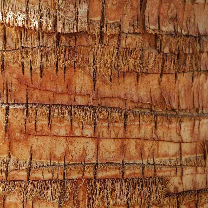 Palm Tree Texture Seamless